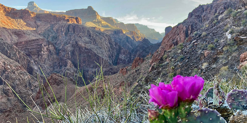 Grand Canyon Wildflowers | Grand Canyon Trust