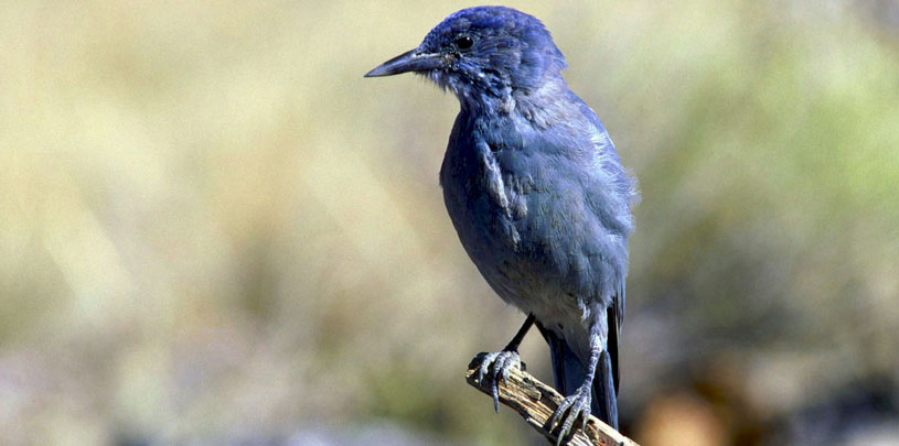 Pinyon Pine and Pinyon Jay | Grand Canyon Trust Pinyon Pine and Pinyon Jay | Grand Canyon Trust