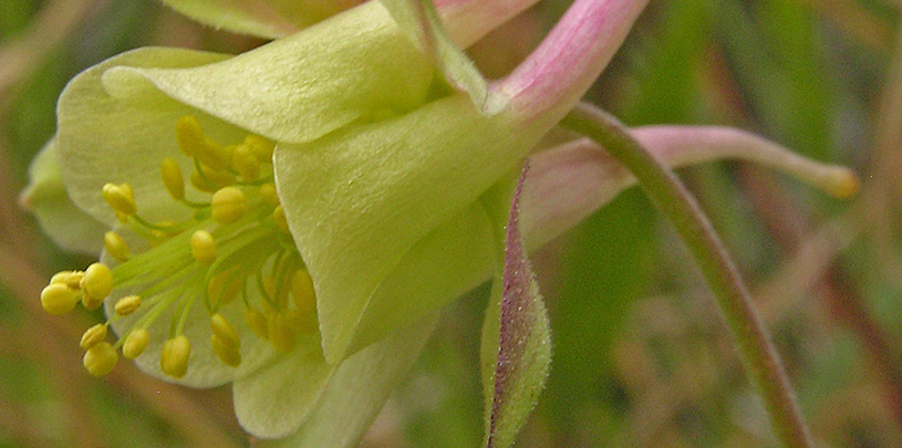 Plant Guide for Bears Ears | Grand Canyon Trust