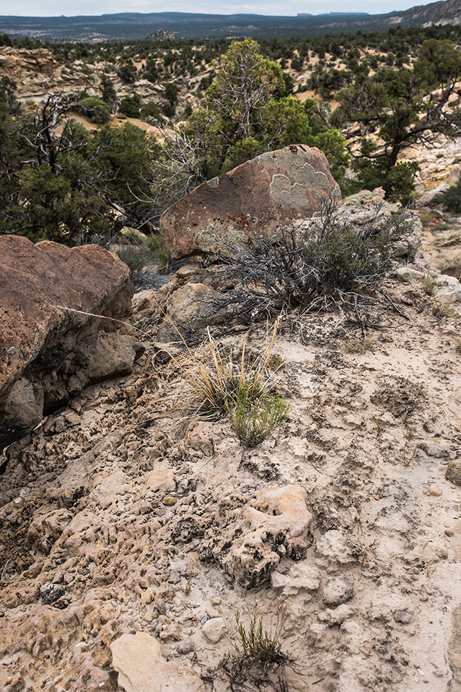 Growing Crusty with Age | Grand Canyon Trust