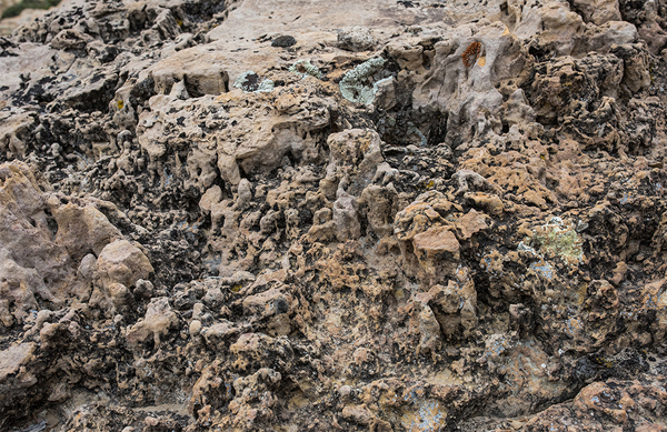 Growing Crusty with Age | Grand Canyon Trust