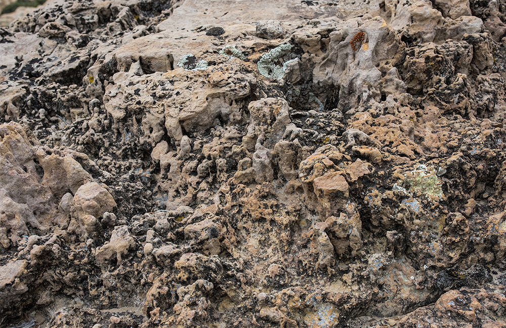 Growing Crusty with Age | Grand Canyon Trust