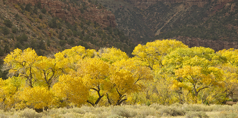 Best Places to See Fall Colors! | Grand Canyon Trust