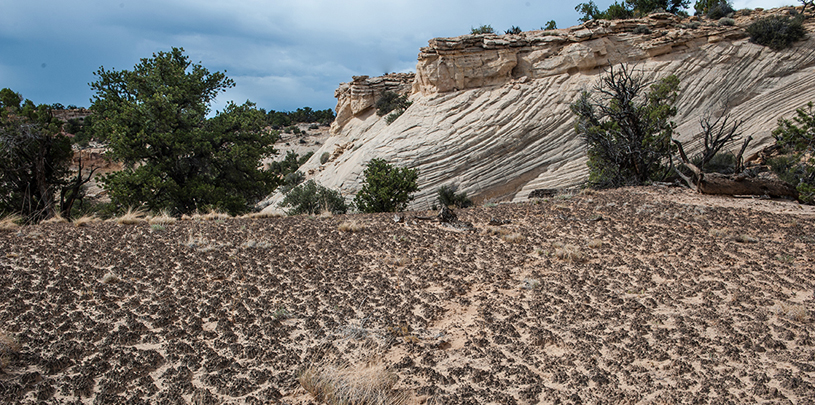 Growing Crusty with Age | Grand Canyon Trust