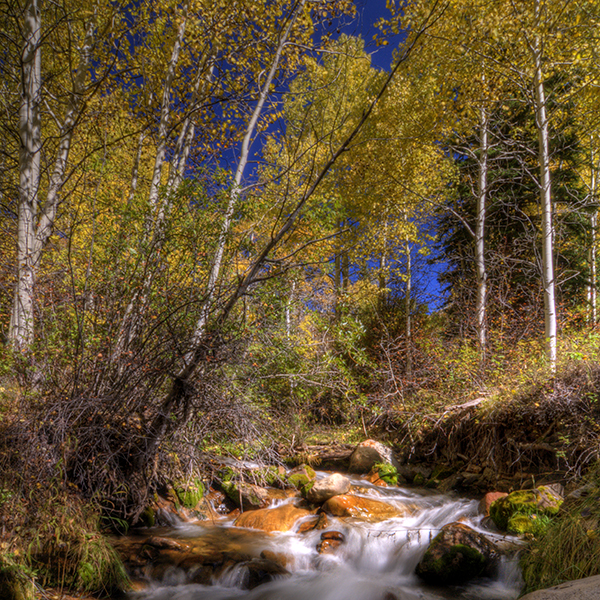 Forests | Grand Canyon Trust