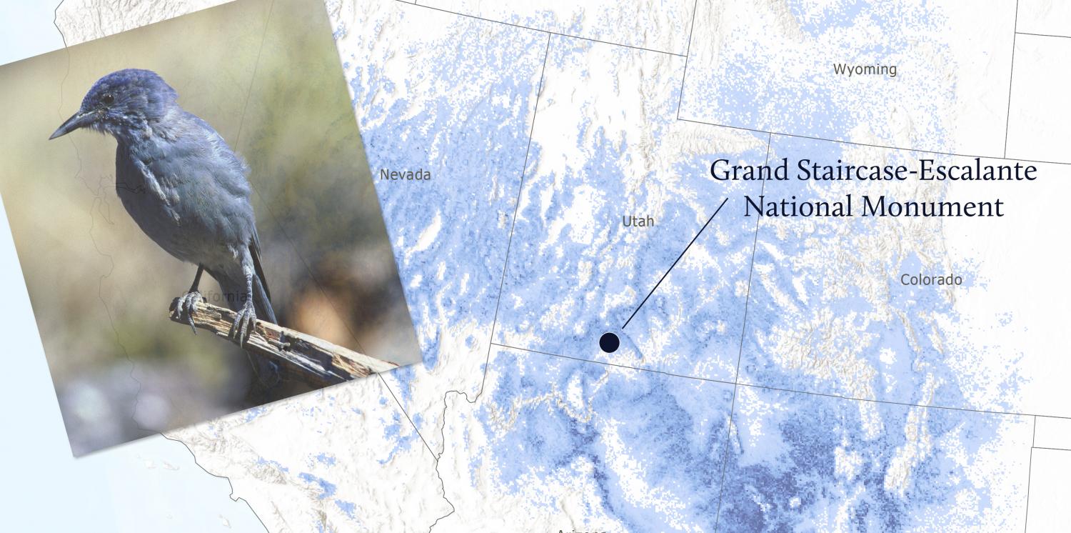 Mapping Pinyon Jay Habitat | Grand Canyon Trust