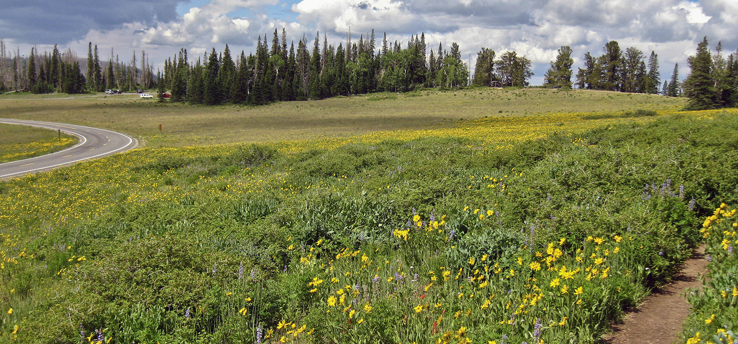 Alpine Pond Trail - Cedar Breaks | Grand Canyon Trust