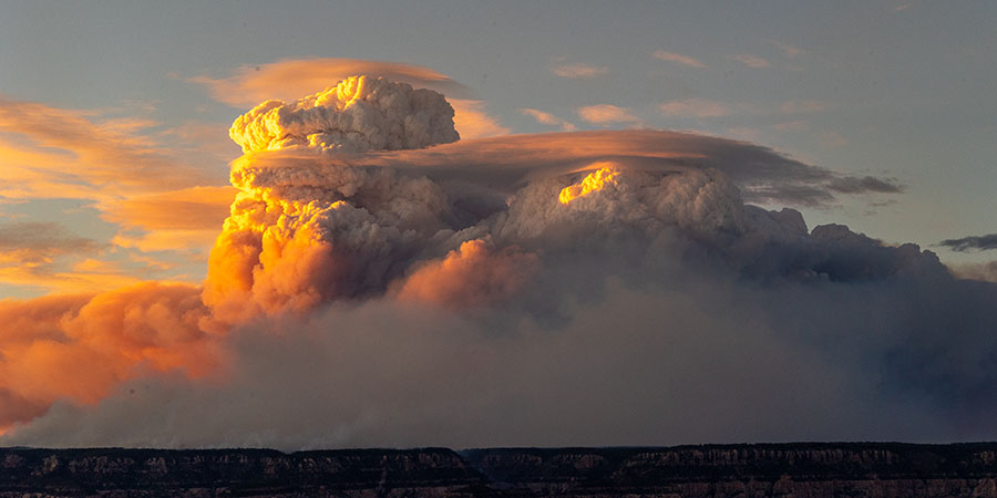 After the Fires: Restoring the Grand Canyon's North Rim | Grand Canyon ...